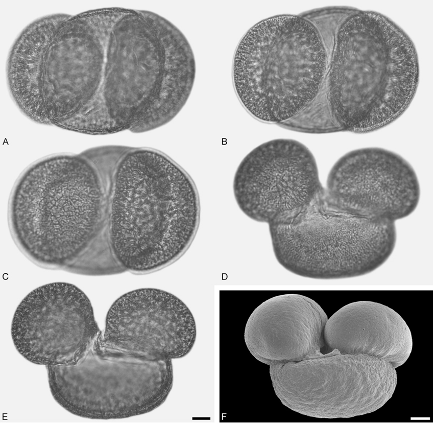 Studi Palinologi Fosil Polen Pinus sp. sebagai Penciri Paleoenvironment ...